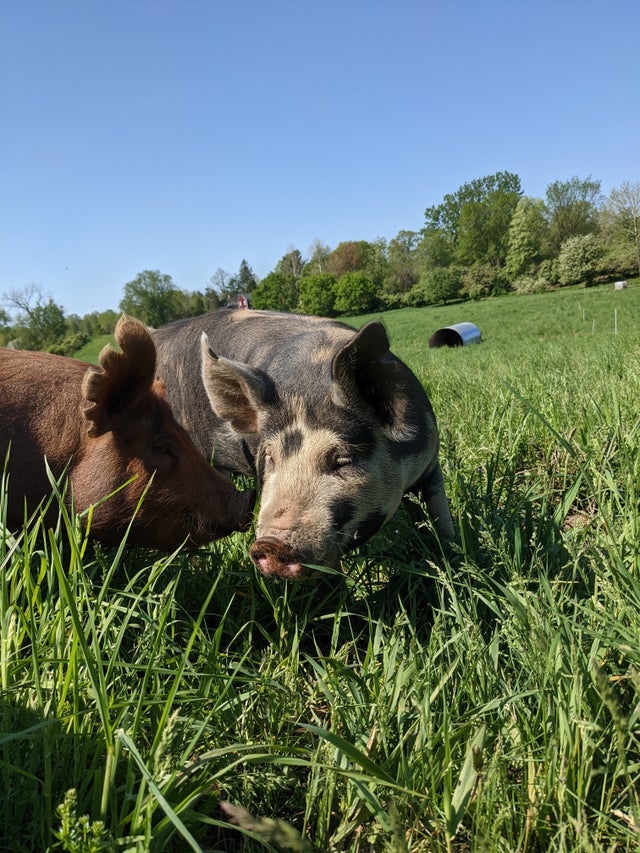 Kinderhook Farm Store